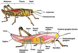 Grasshopper Dissection Lab Companion